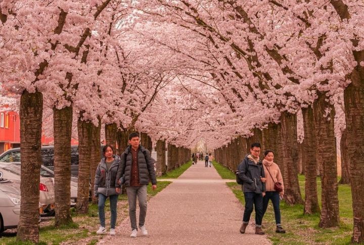 50 things every traveler should know when visiting Tokyo
