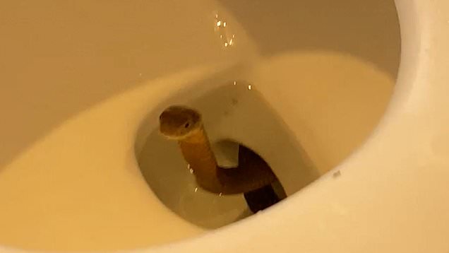Man finds king cobra in his hotel toilet