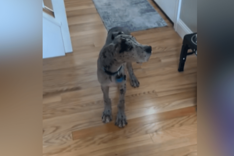 Owners get Great Dane puppy—then one detail reveals what’s coming