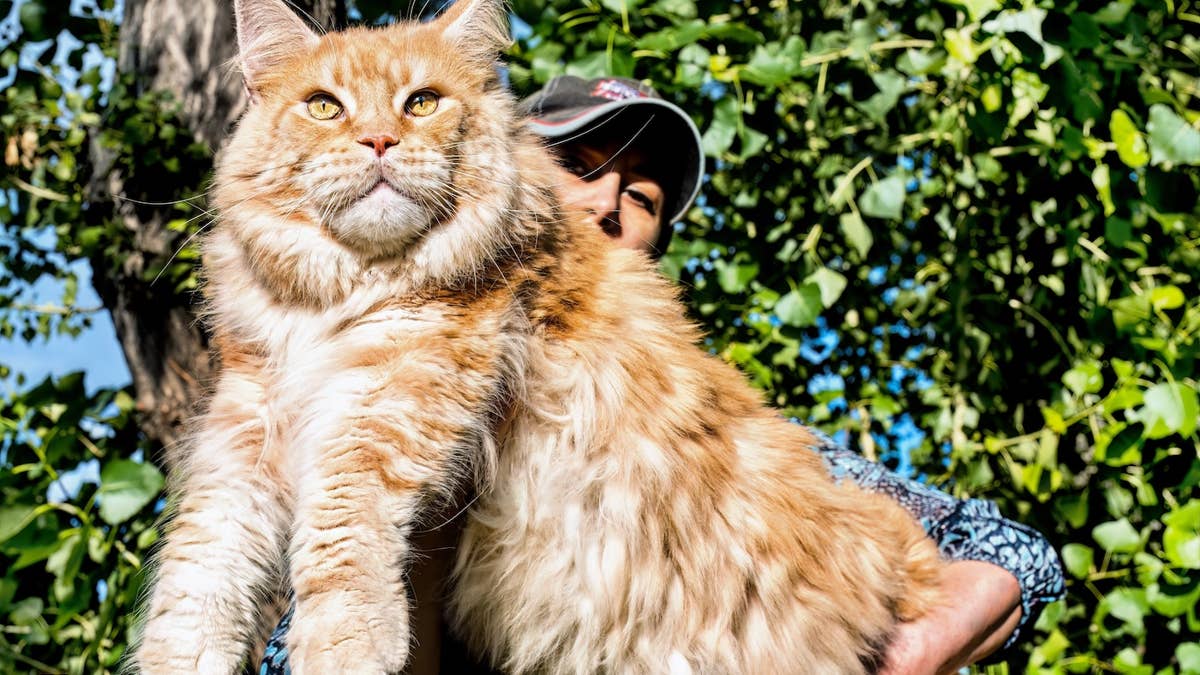 Female Maine coon is so big, she makes the males look like kittens