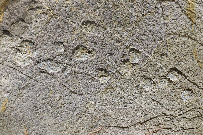 Scientists found massive dinosaur footprints on a cave ceiling from a ...