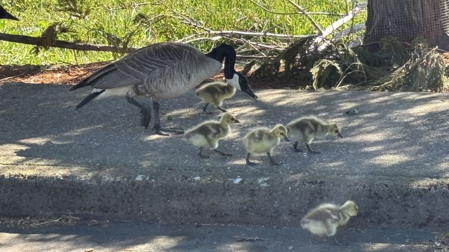 Photos: Orphaned goslings placed with foster family thanks to Bird ...