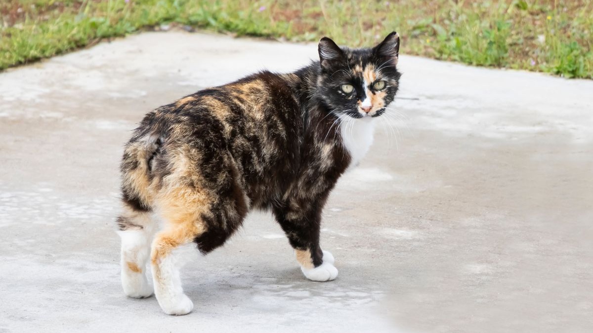Your cat talks to you every day: Here's how to understand its 10 signals