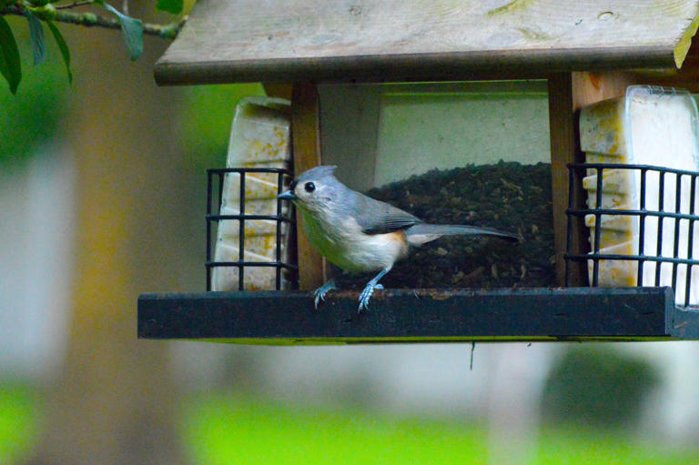 Dirty bird feeders can make birds sick—here’s how often to clean them
