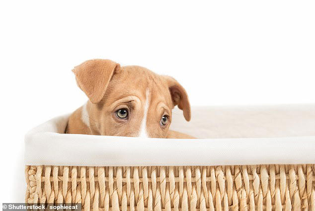 Man's stressed friend! More than 84% of dogs now suffer from anxiety ...