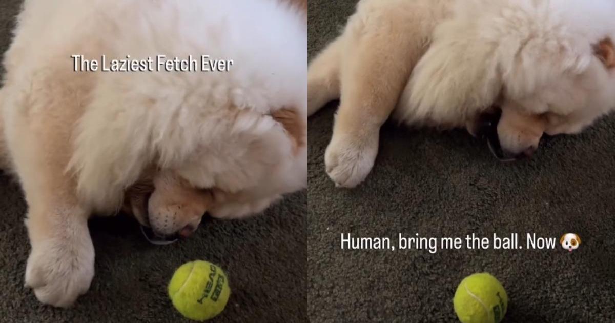 Chow Chow has found a way to play 'Laziest Fetch'