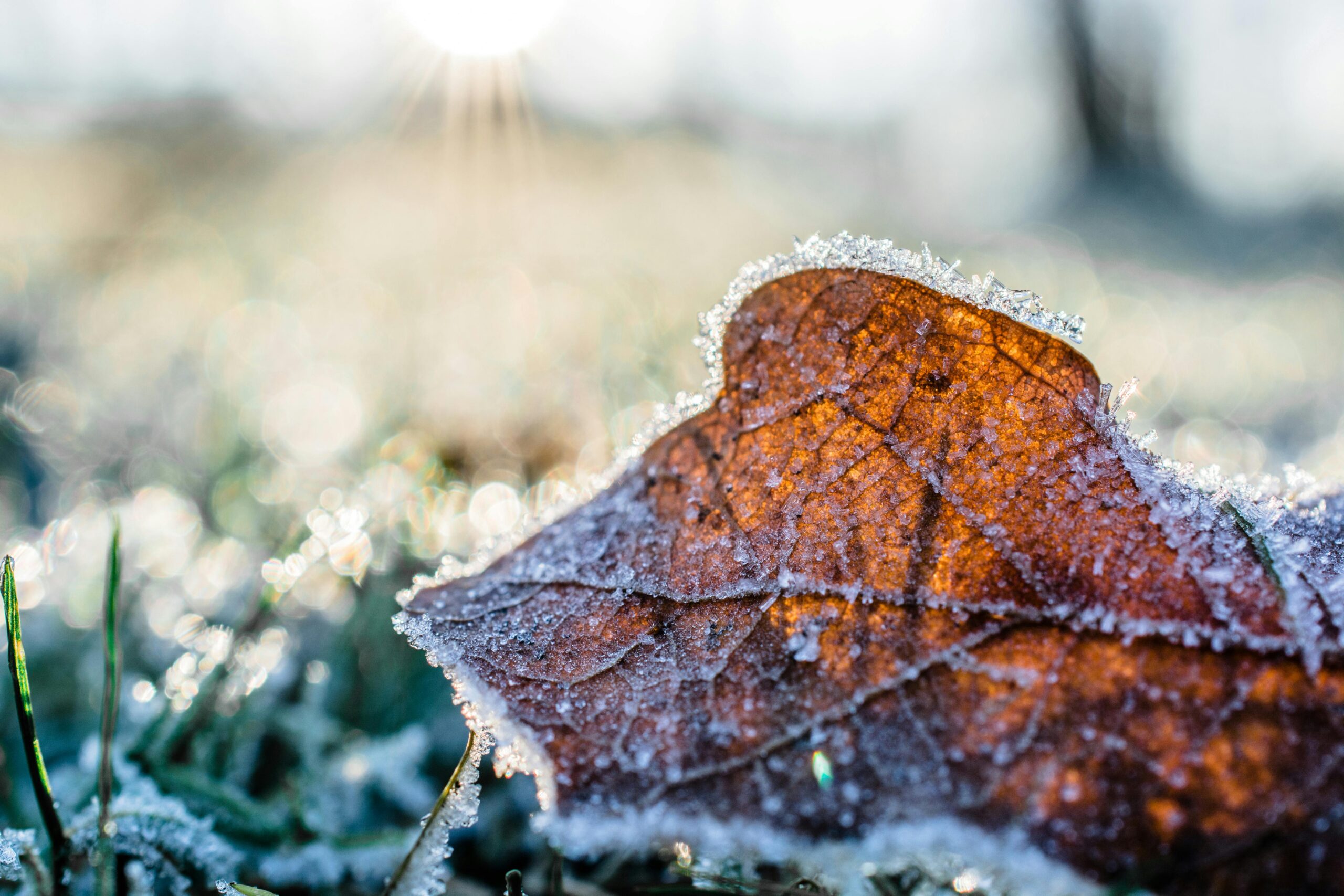 Late-season cold snap triggers frost and freeze warnings for 21 states