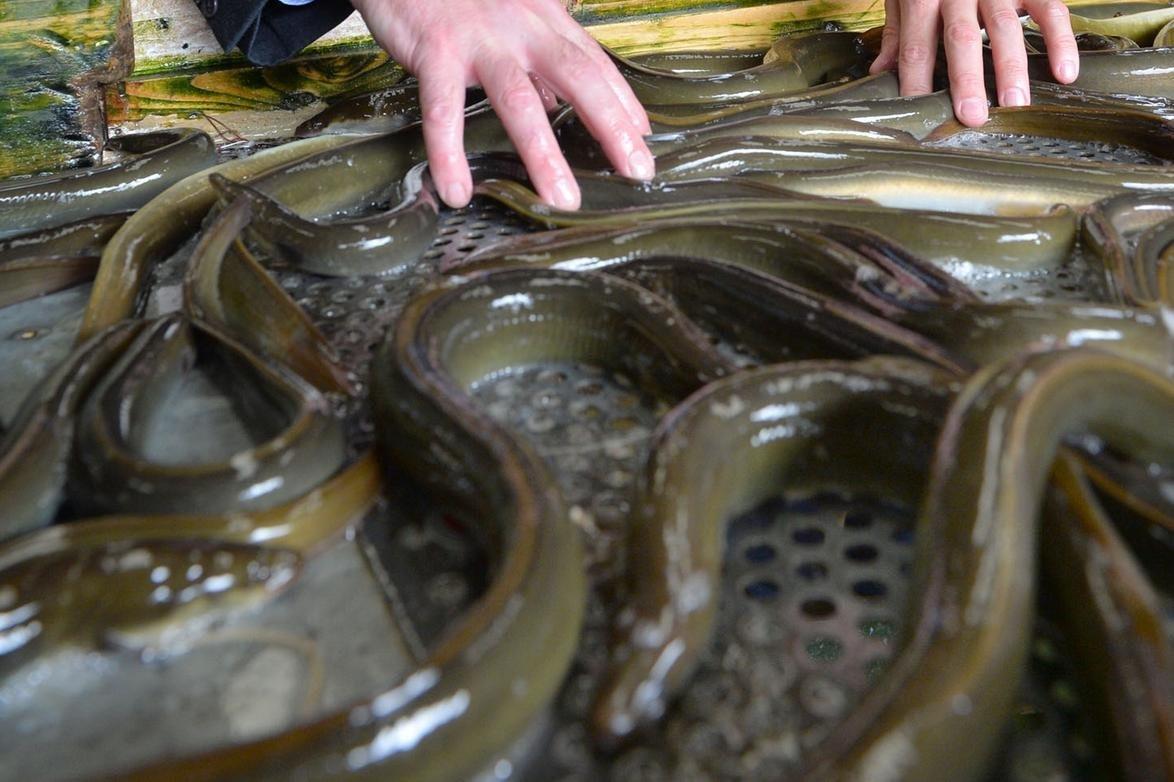 Foyle eel population 'severely depleted' to 3.38% of historic levels