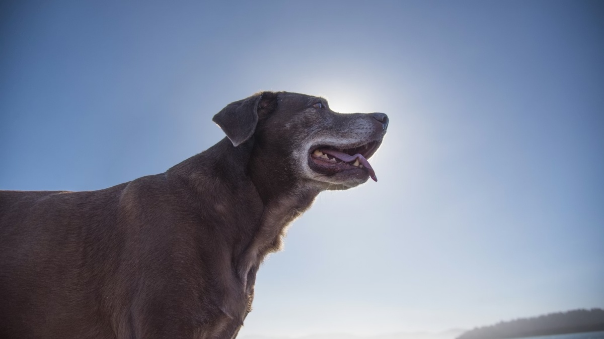 8 signs your dog is aging faster than normal and what to do