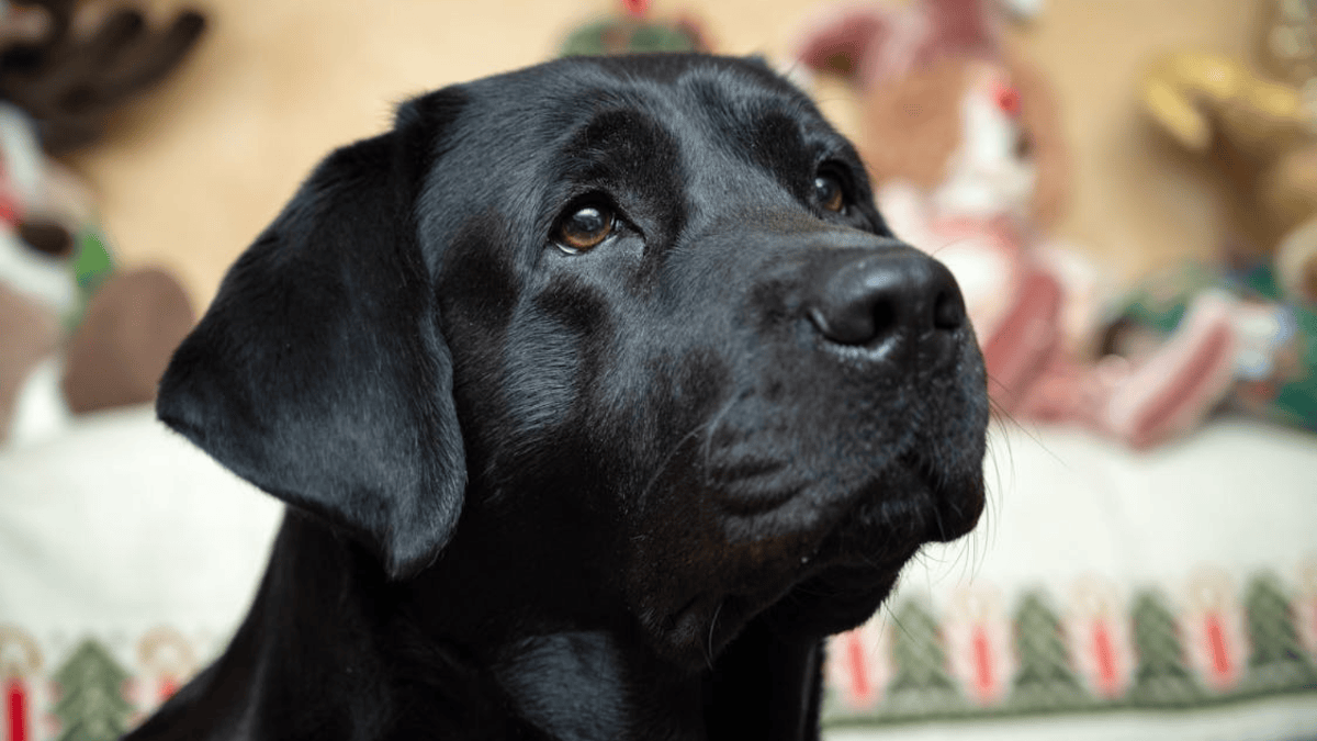 8 signs your dog is aging faster than normal and what to do