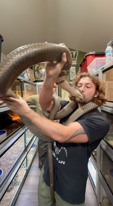 Dog tame King Cobra?