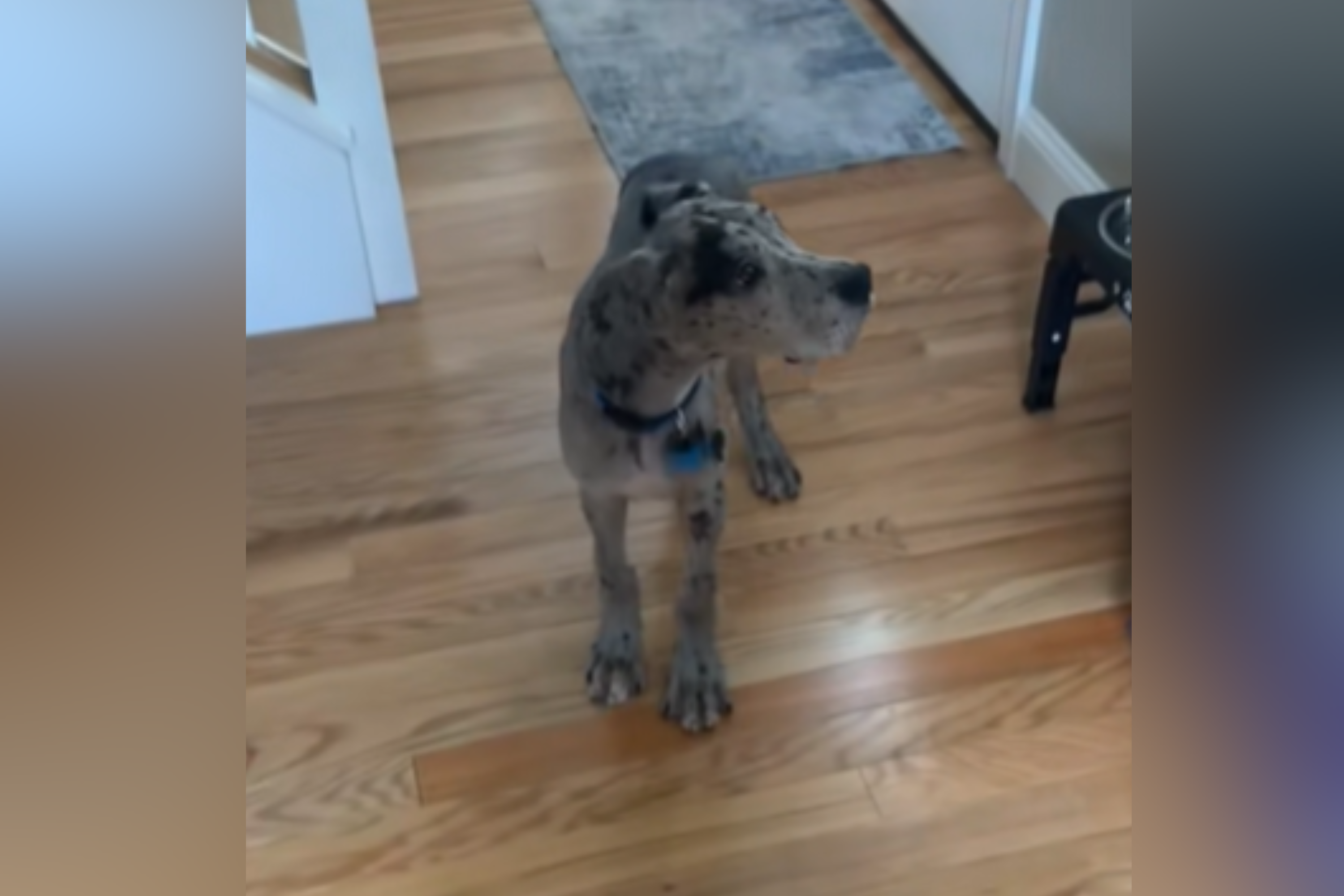 Owners get Great Dane puppy—then one detail reveals what’s coming