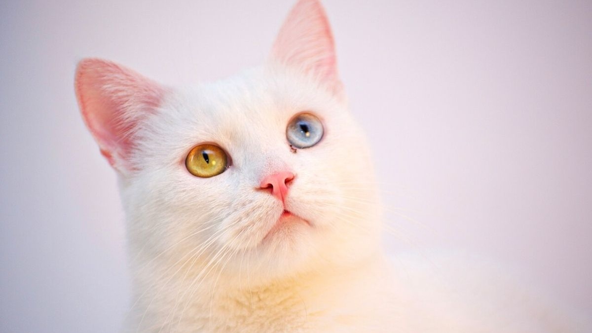 Does your cat hear you when you talk to it? Studies on feline ...
