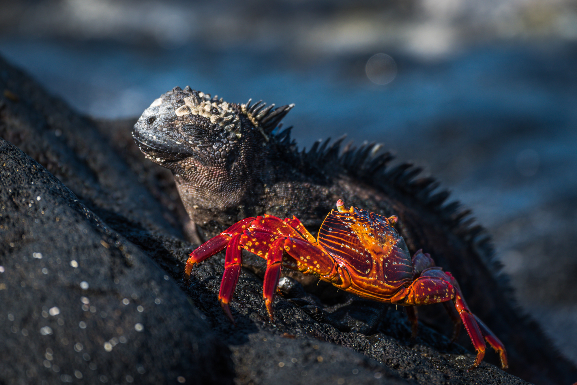 Wild facts about the marine iguanas of the Galapagos