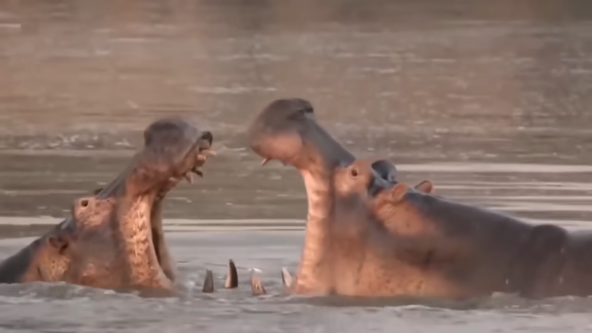 Watch what happens when two hippos get into an argument