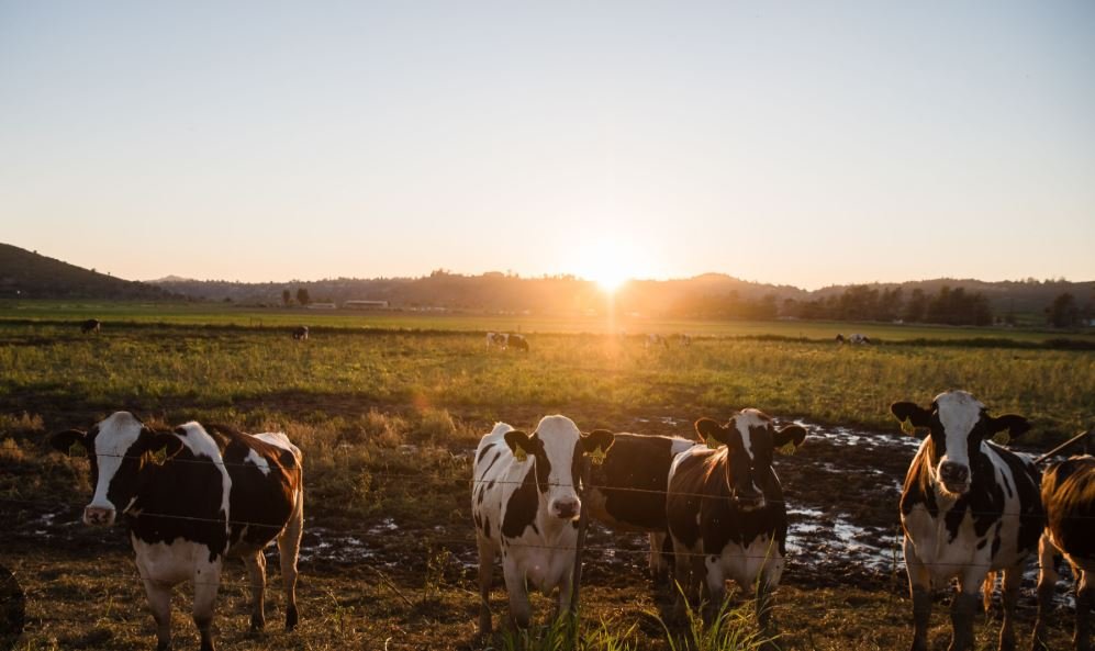 Climate pseudoscience debunked: Livestock methane fears are baseless
