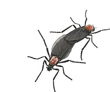 Love bugs emerge earlier, prompting severe infestation warnings