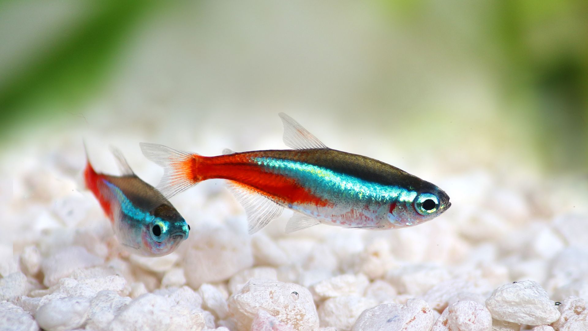 Best types of fish for first-time owners