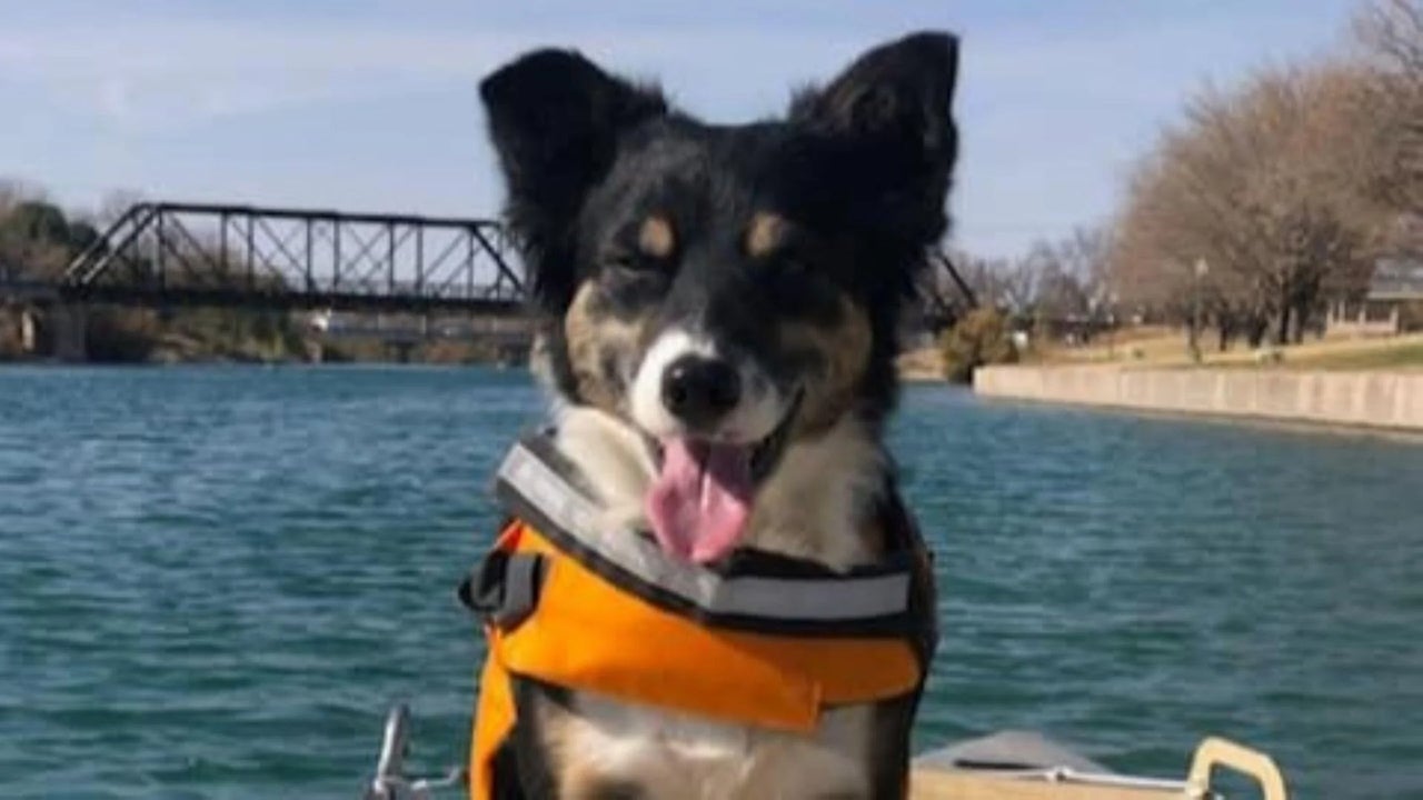 New Mexico dognapping case morphs into a murder plot and exposes an ...