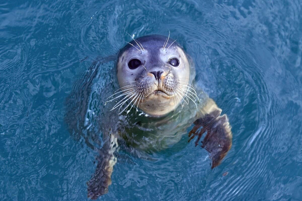 Watch this seal's hilarious reaction to meeting identical human twins