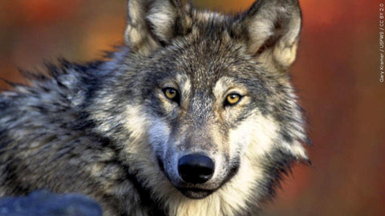 California wolf population rose 10% in 2025, data shows