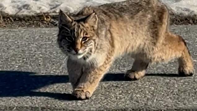Man tries to 'pspsps' a bobcat and it works
