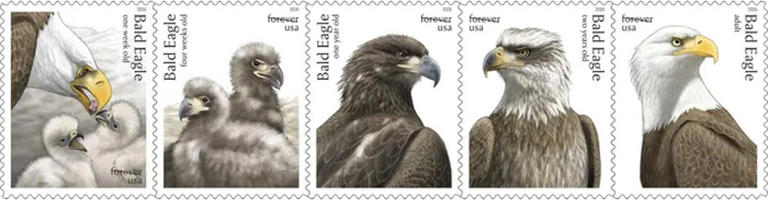 Bald eagle stamps honor national bird with Sibley art