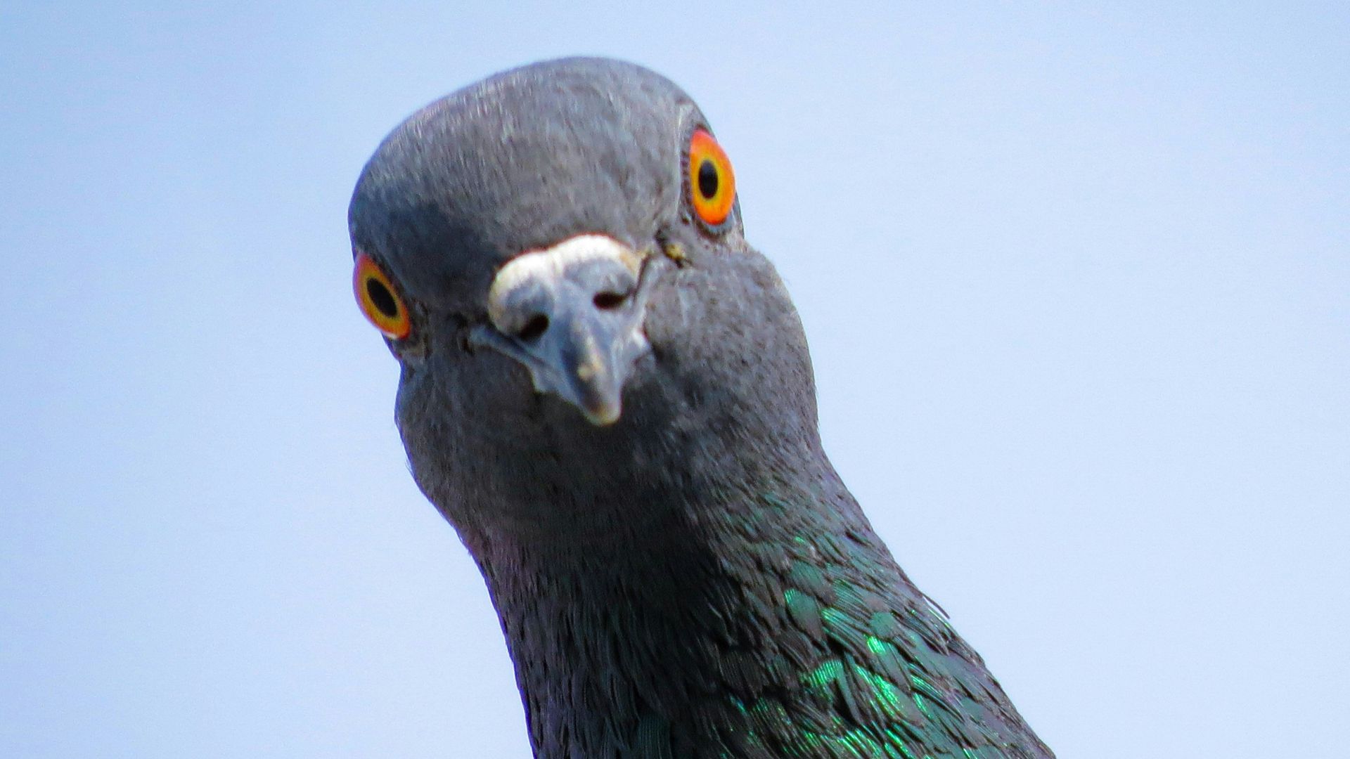 20 facts about carrier pigeons