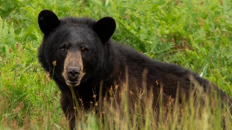 Bear roams UC Davis campus late Thursday, leaves by morning