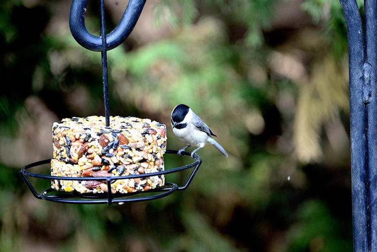 Dirty bird feeders can make birds sick—here’s how often to clean them