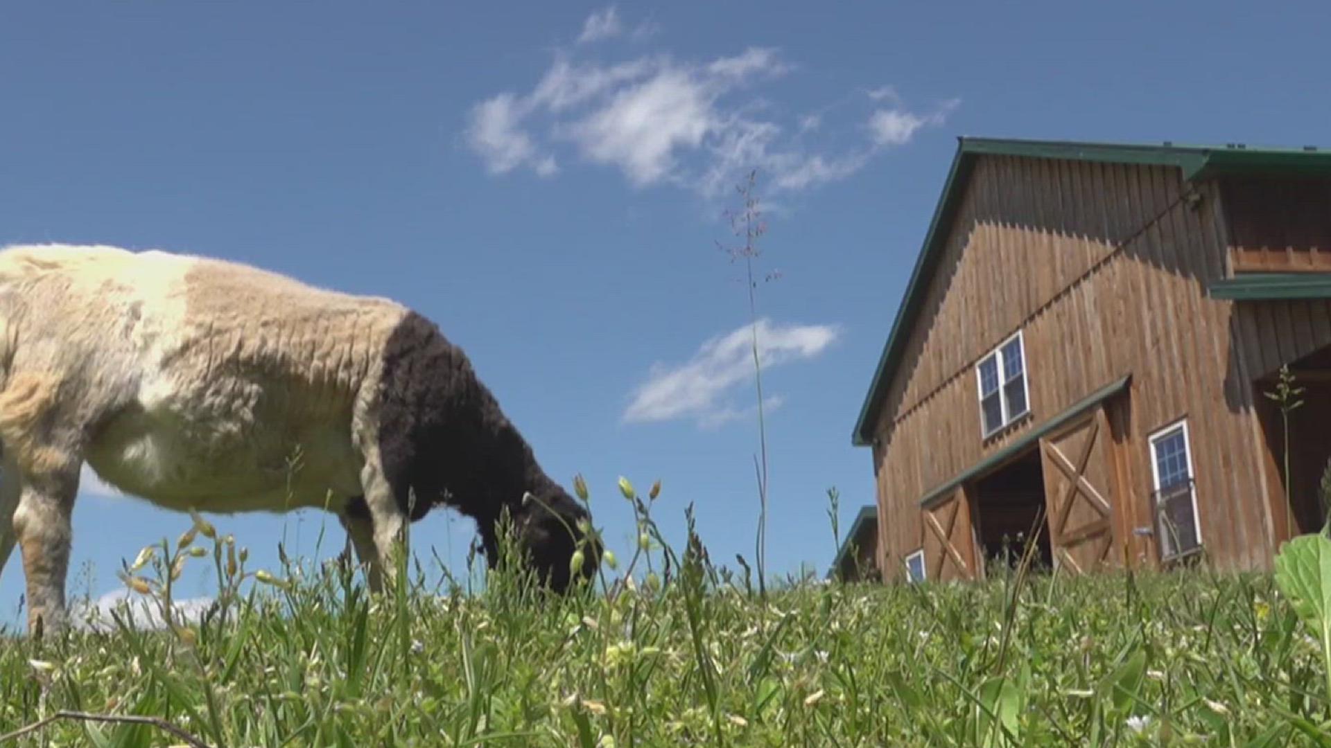 Mission matters: Rescued animals given second chances at Lancaster Farm ...