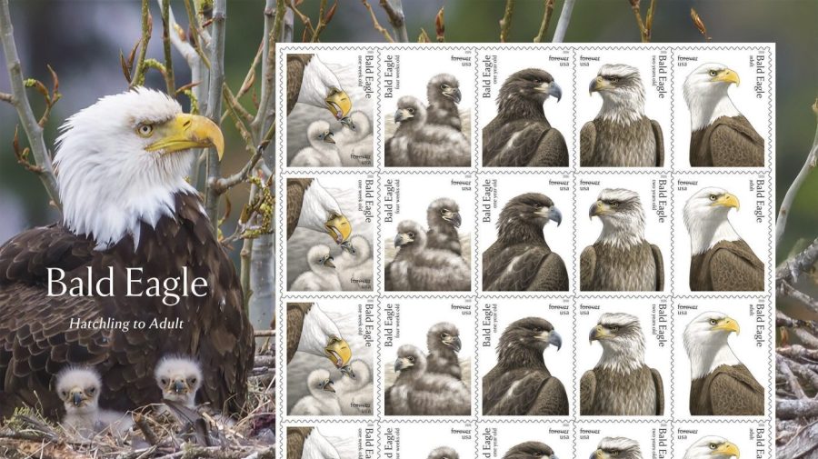 Postal Service releases special edition bald eagle stamps for America’s ...