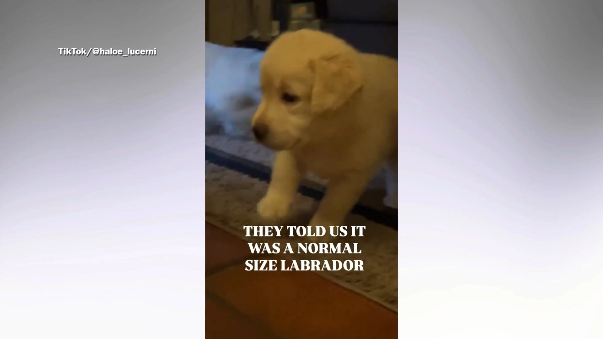 Tiny Labrador diagnosed with dwarfism