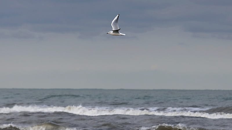 The world's largest lake is disappearing – and it's taking ecosystems ...