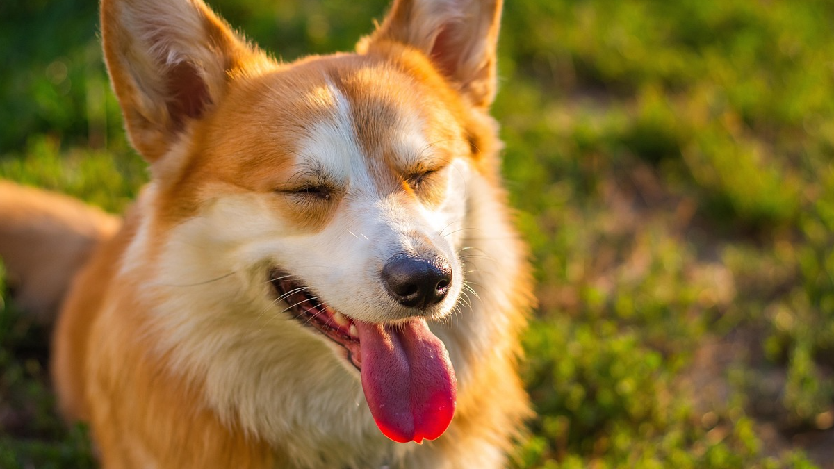Your dog is telling you "I love you" with these 5 actions and you don't ...