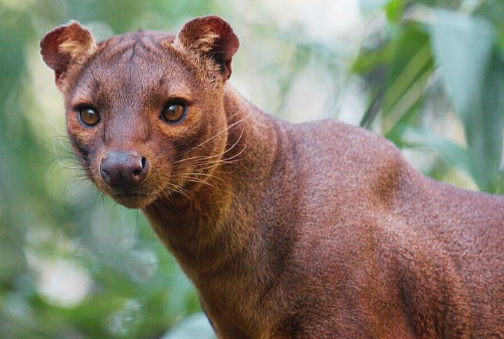 20 strange animals that exist only in these remote countries