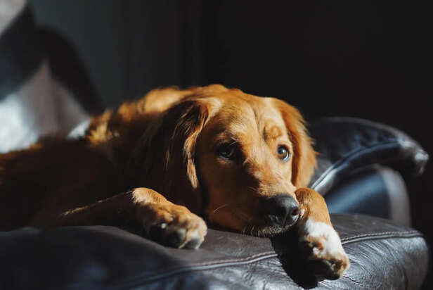 7 things dying dogs often do before saying goodbye