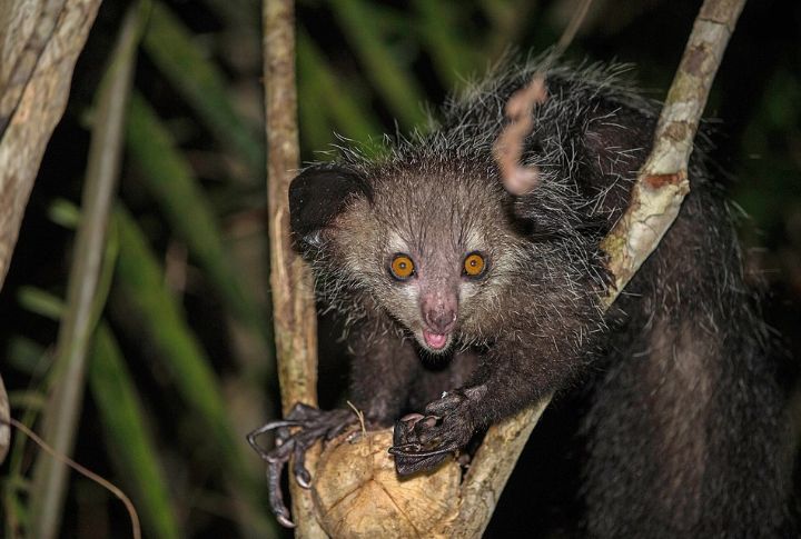 20 strange animals that exist only in these remote countries