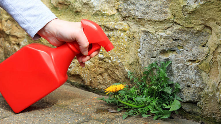 What happens if you use Pine-Sol as a weed killer?