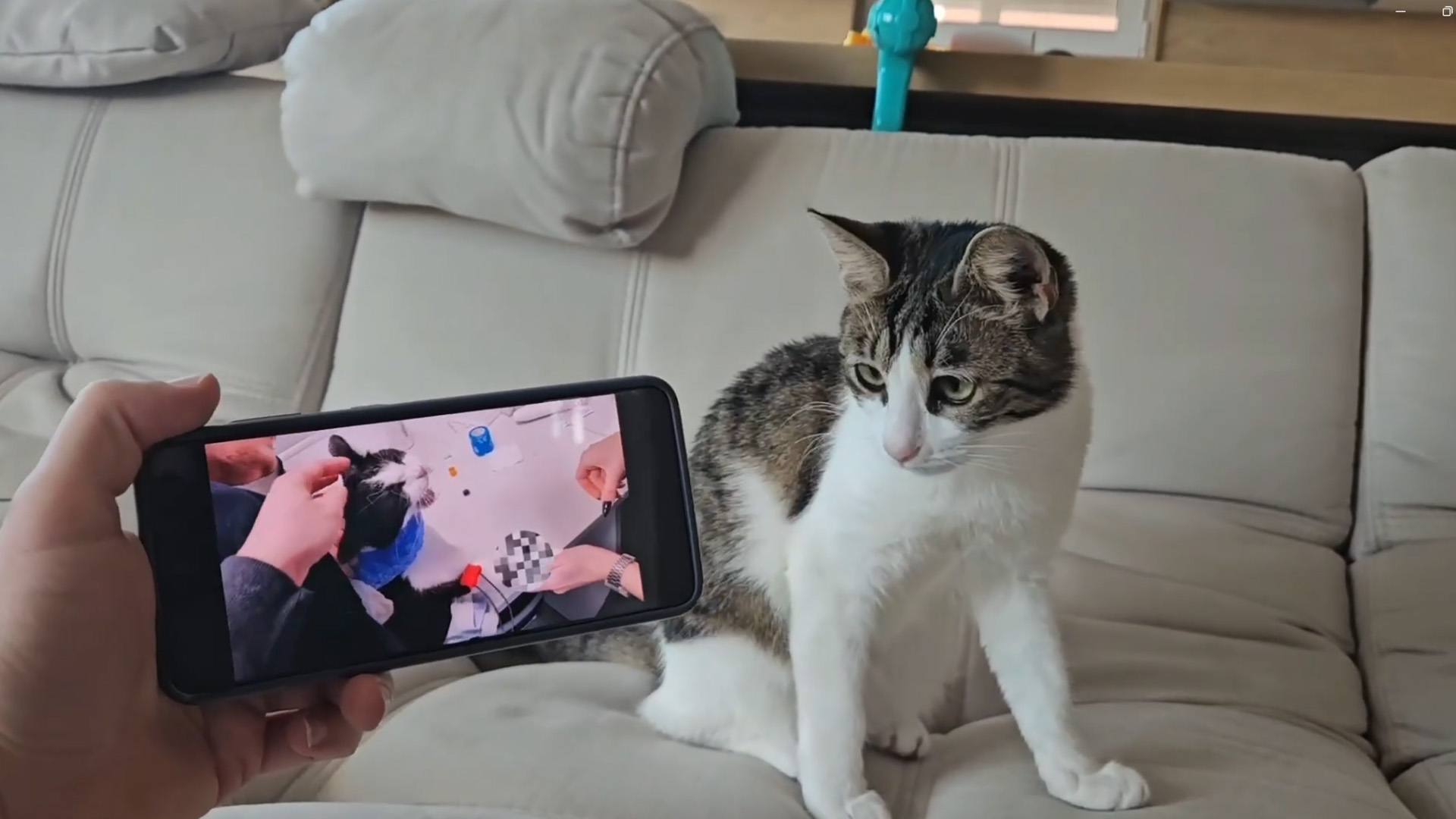 This cat just heard the worst meow