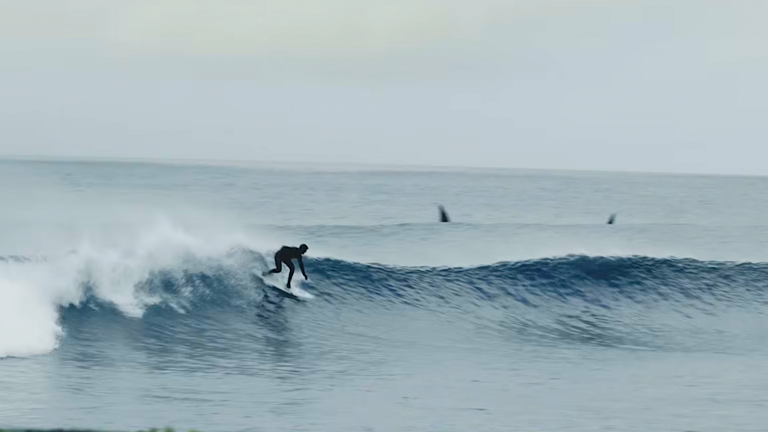 Killer whales swarm surfers in remote Bering Sea lineup (video)