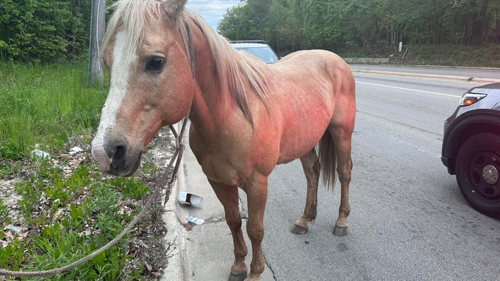 Park Forest police reunite lost horse with owner after animal found ...