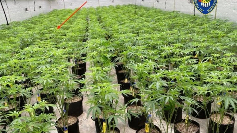OBN: 4 arrests, thousands of plants seized in black market marijuana ...