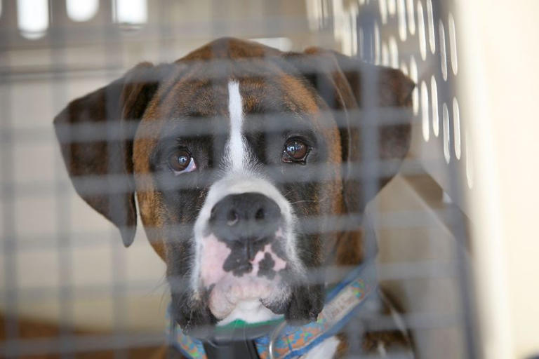 UK travellers with pets issued major government update affecting all UK ...