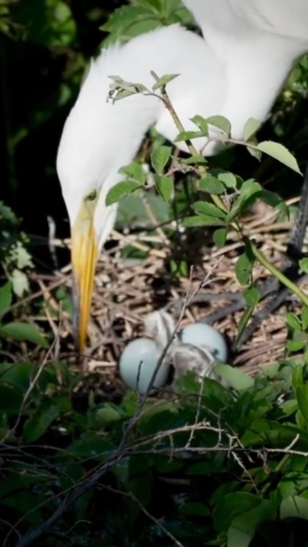 Magic moment: Great egret feeding her newly hatched chicks