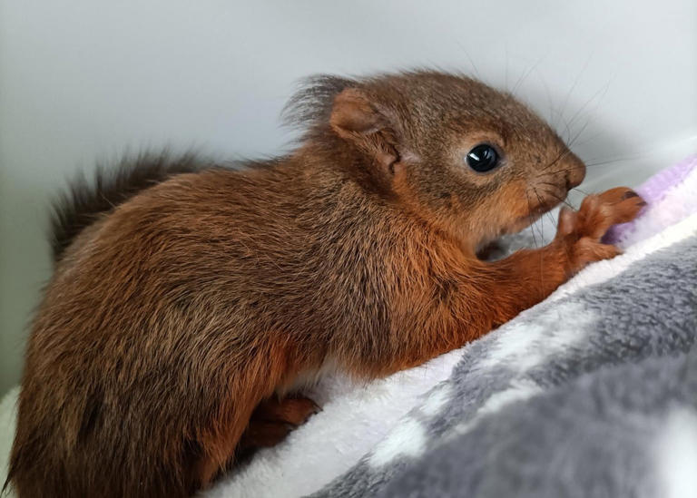 Red squirrel kits recovering after being found alone in ditch