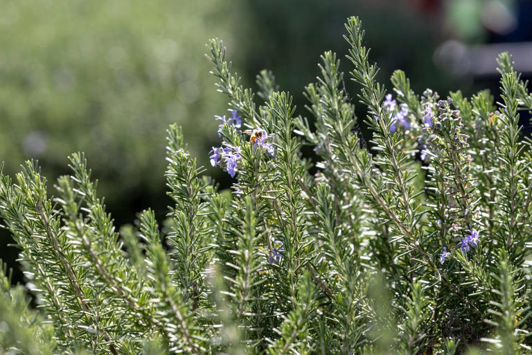 Experts reveal the best way to grow rosemary so it thrives all season long