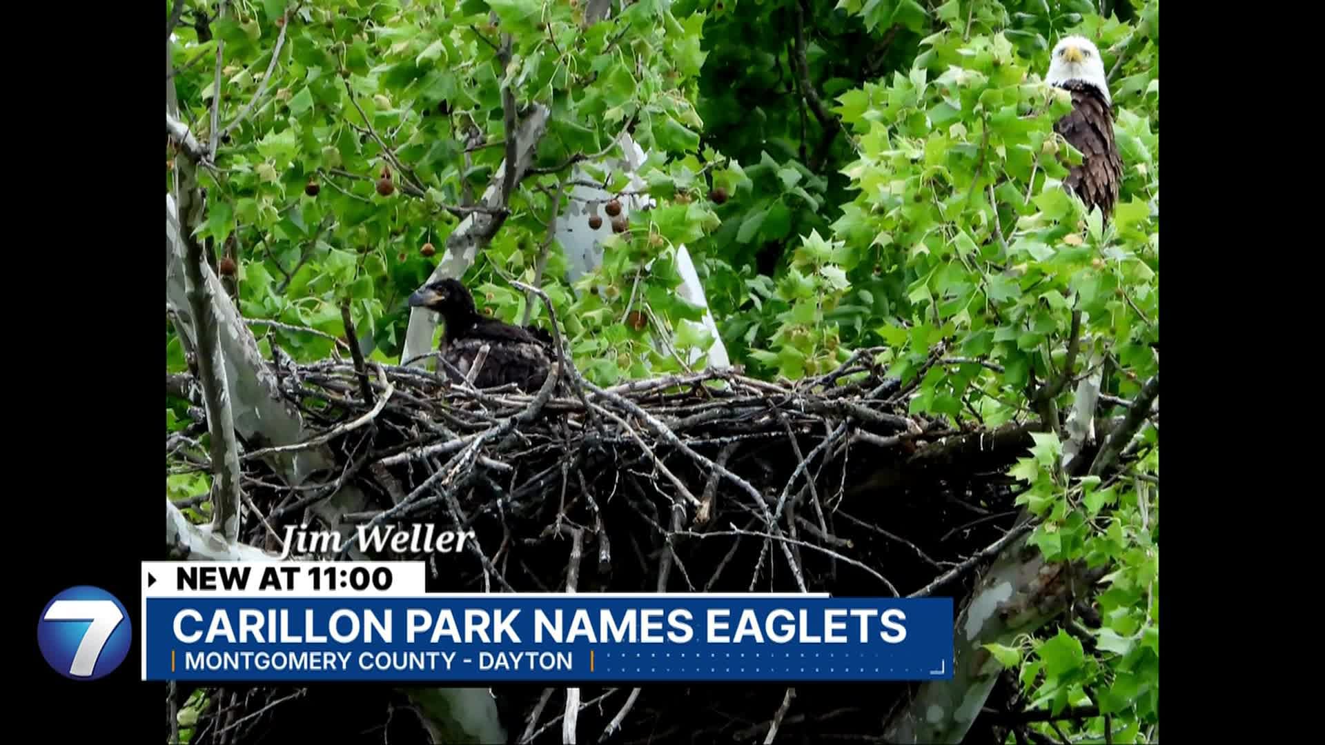 Names announced for ‘Willa’ and ‘Scout’s’ eaglets at Carillon Park