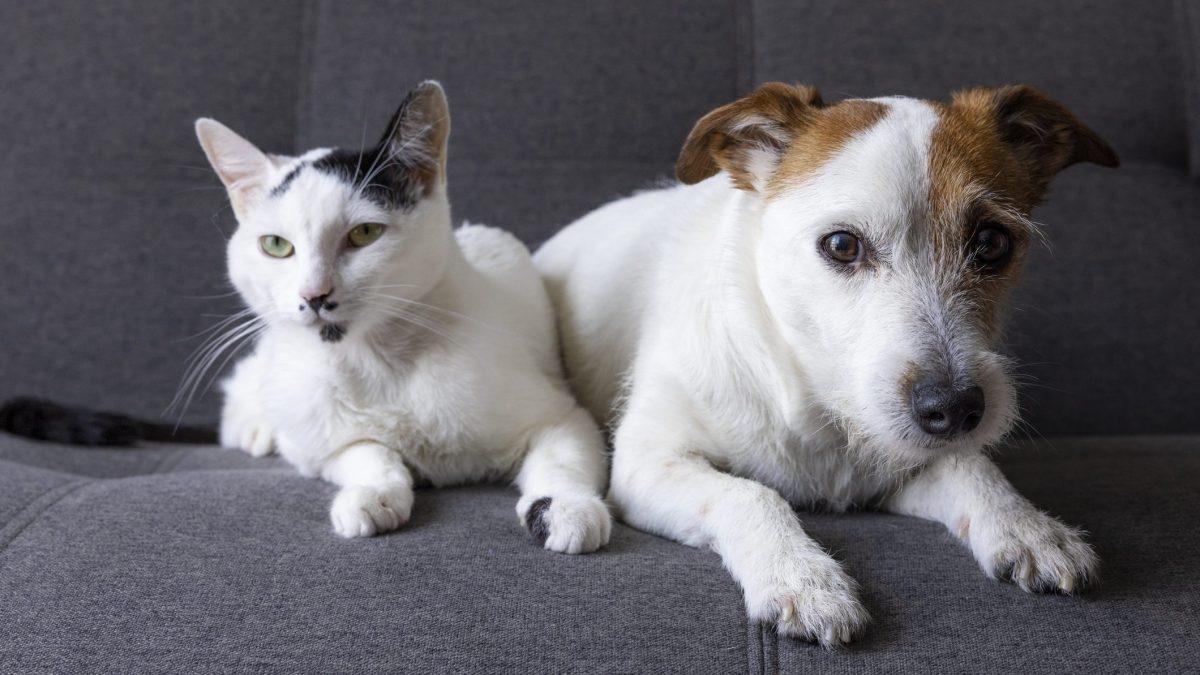 In Italia vivono oltre 53 milioni di animali domestici: il rapporto ...