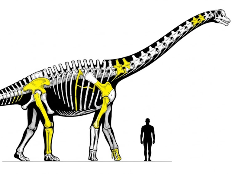 Scientists unearth Southeast Asia's largest dinosaur